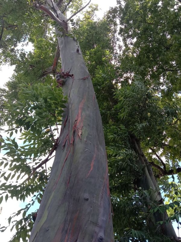 FMDS-UPOU faculty members join the 2023 World Wood Day Online Symposium ...