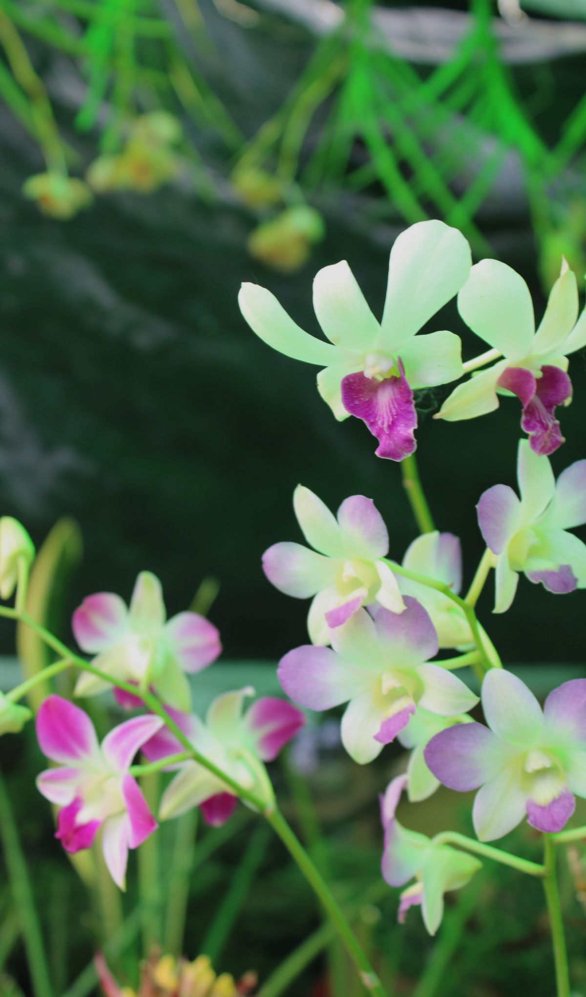 Flower and Garden Show - Faculty of Management and Development Studies