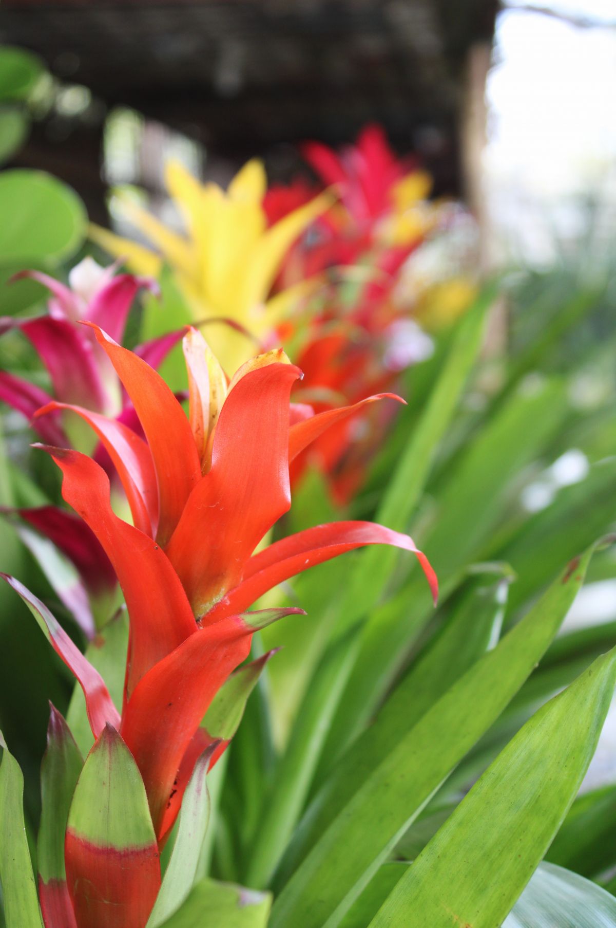Flower and Garden Show - Faculty of Management and Development Studies